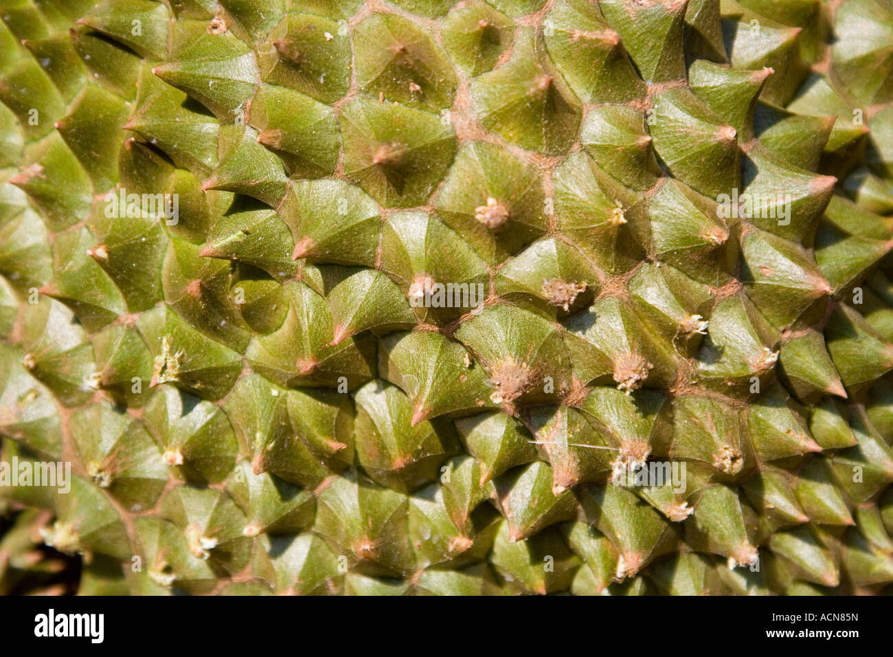 Durian Close Up Stock Photo - Alamy
