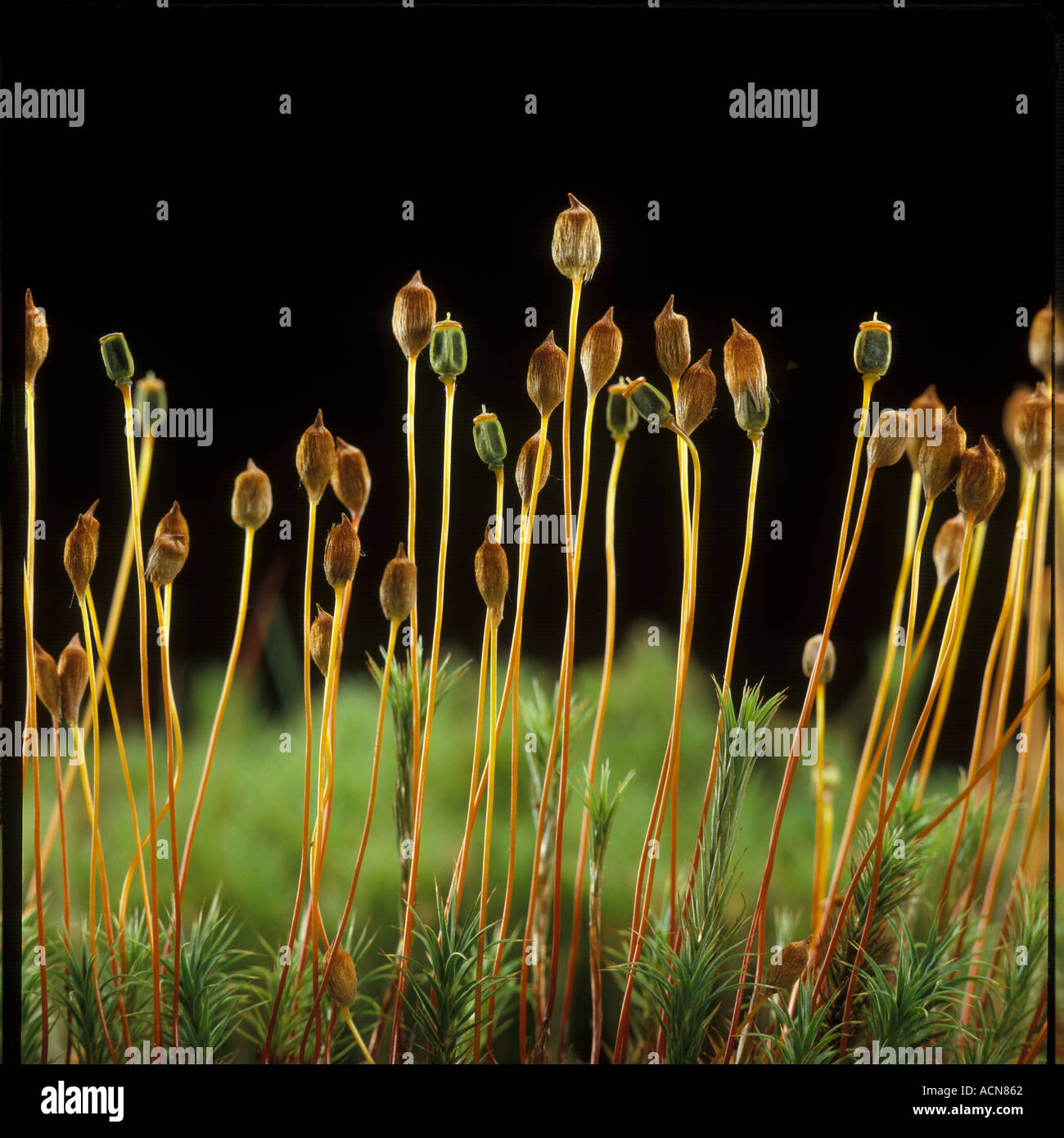 PLANT MOSS Hair Stock Photo - Alamy
