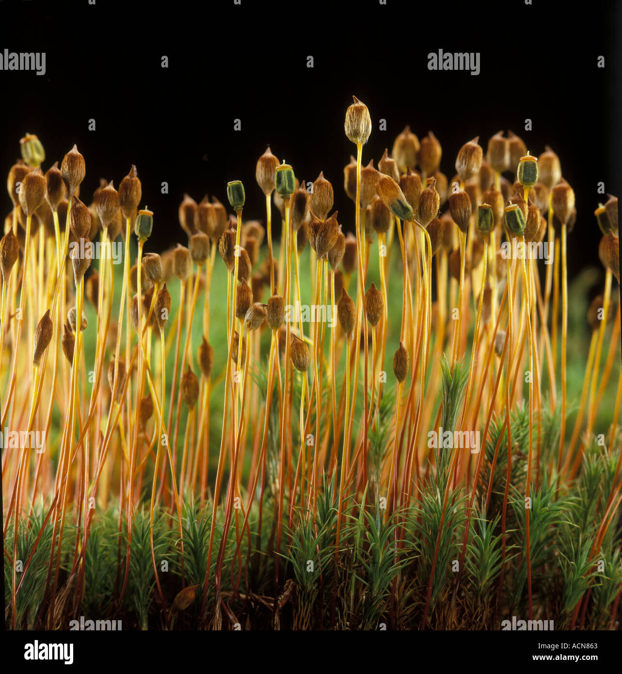 PLANT MOSS Hair Stock Photo - Alamy