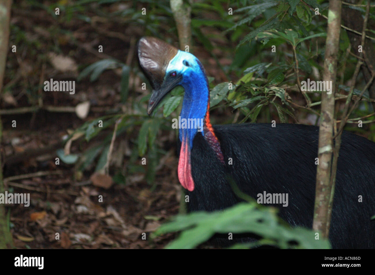 Cassowary casuarius casuarius flightless bird Juvinile male australia ...
