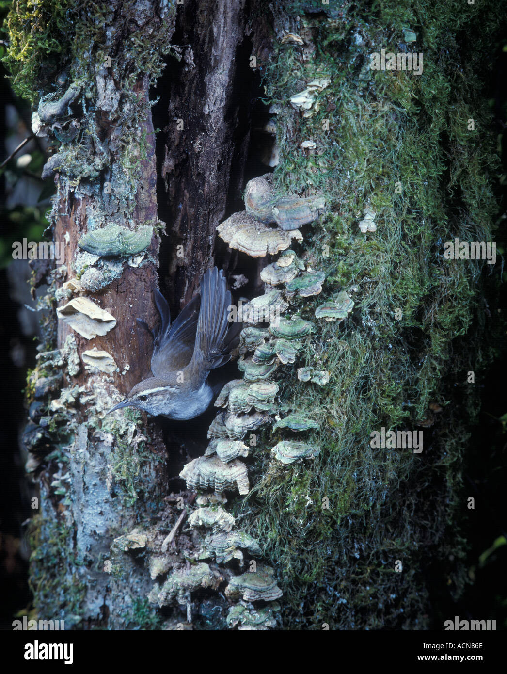 BIRD WREN Bewick s Stock Photo - Alamy