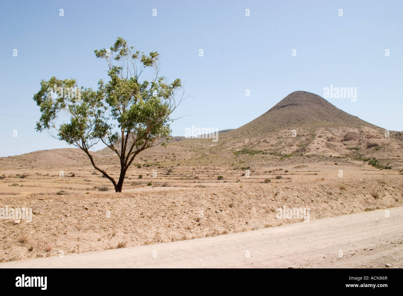 Lone desert tree in Cabo de Gata, Andalucia, Spain Stock Photo - Alamy