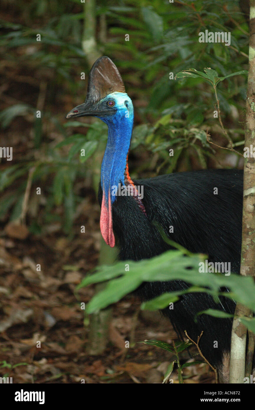 Cassowary casuarius casuarius flightless bird Juvinile male australia ...