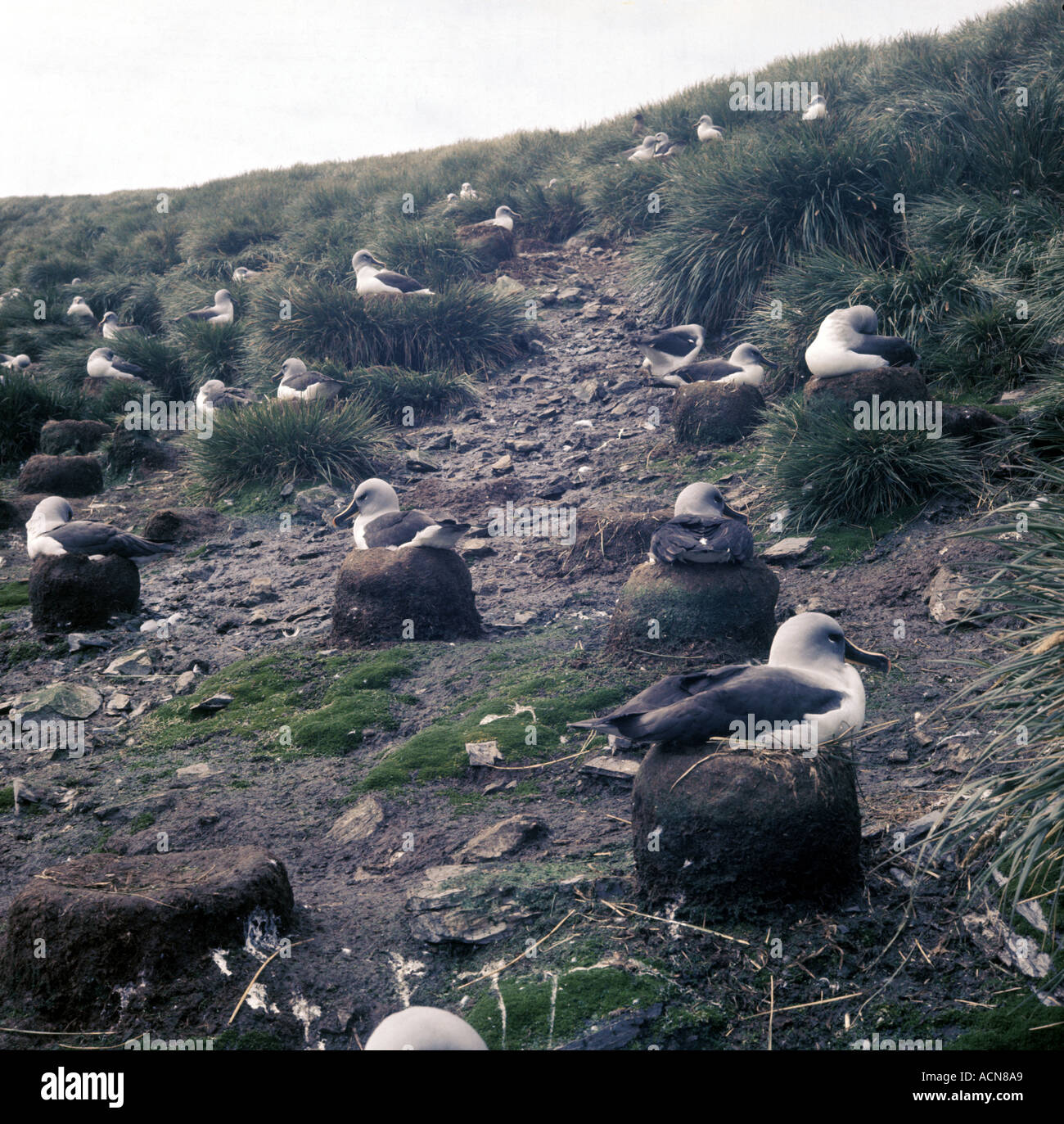 Square headed bird hi-res stock photography and images - Alamy