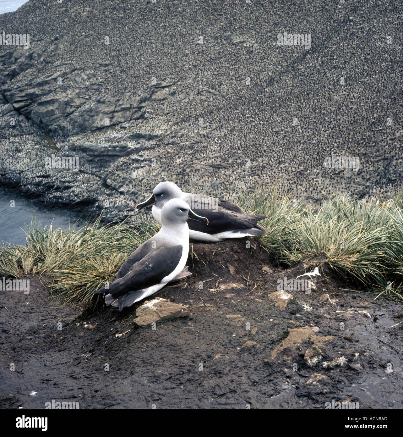 Square headed bird hi-res stock photography and images - Alamy