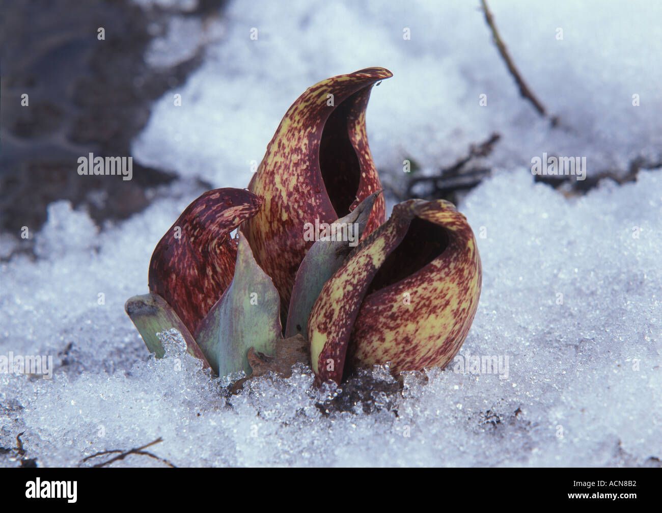 PLANT CABBAGE Skunk Stock Photo - Alamy