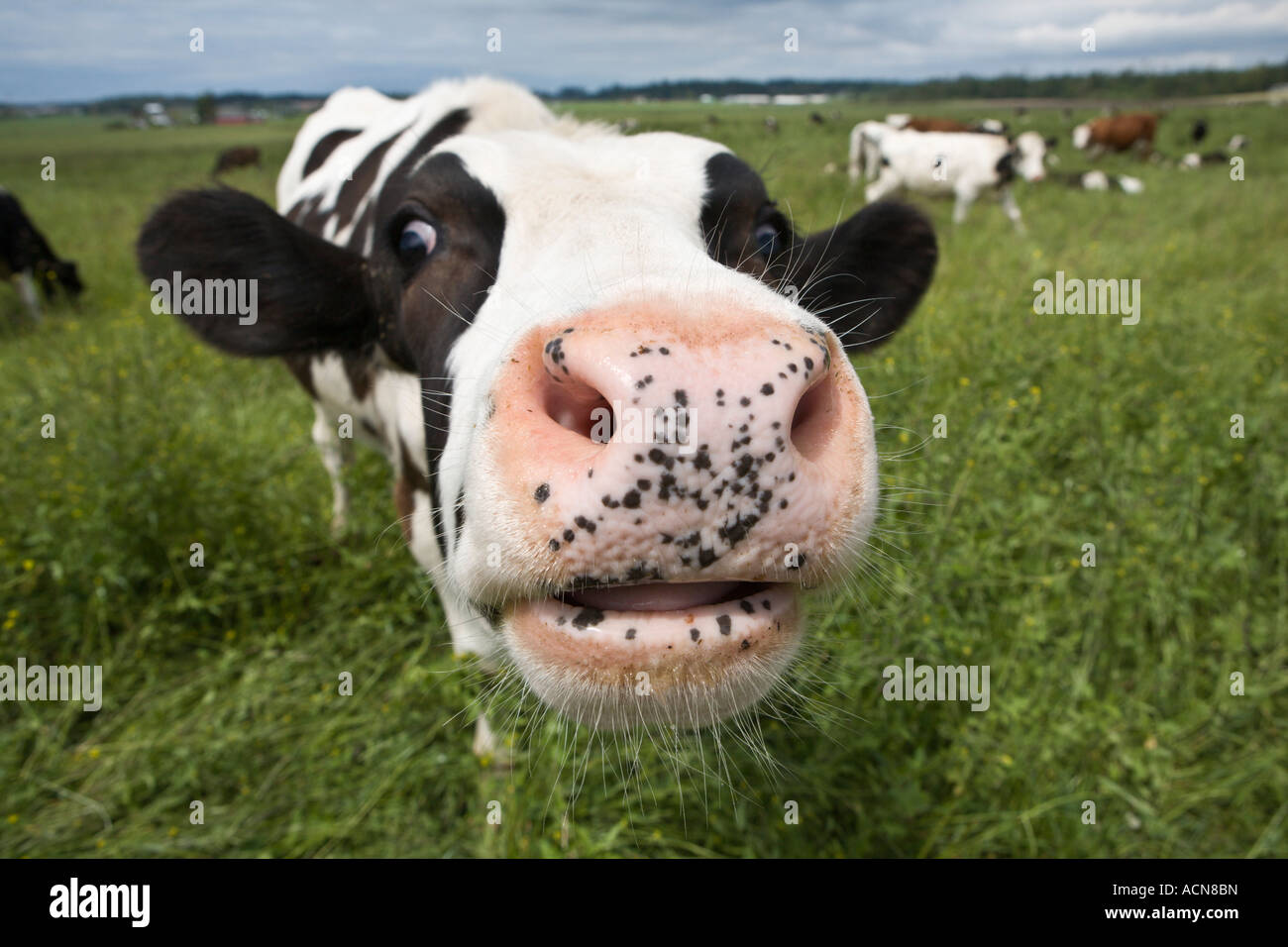 Distorted cow nose hi-res stock photography and images - Alamy