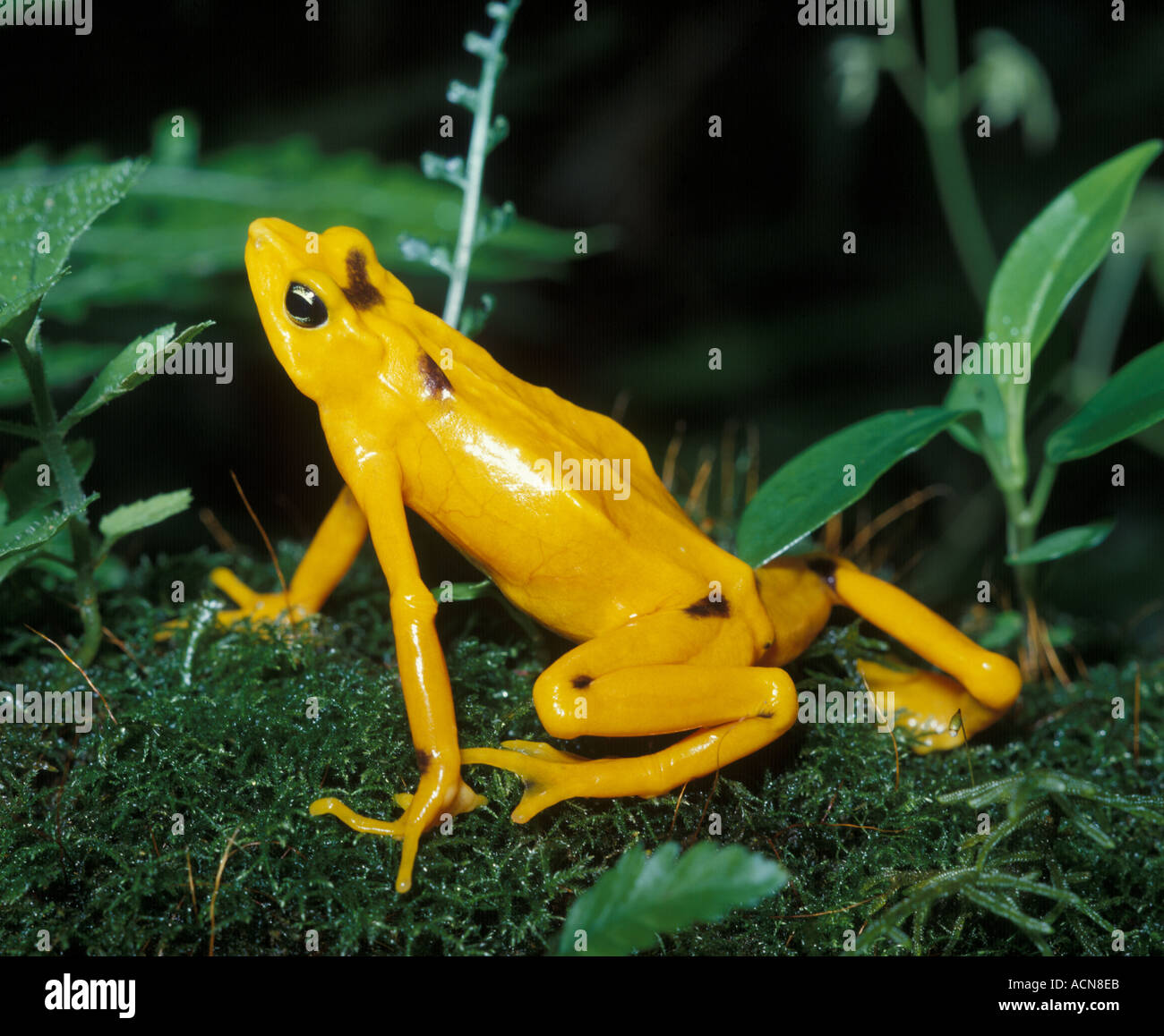 AMPHIBIAN FROG Panamanian Golden Stock Photo - Alamy