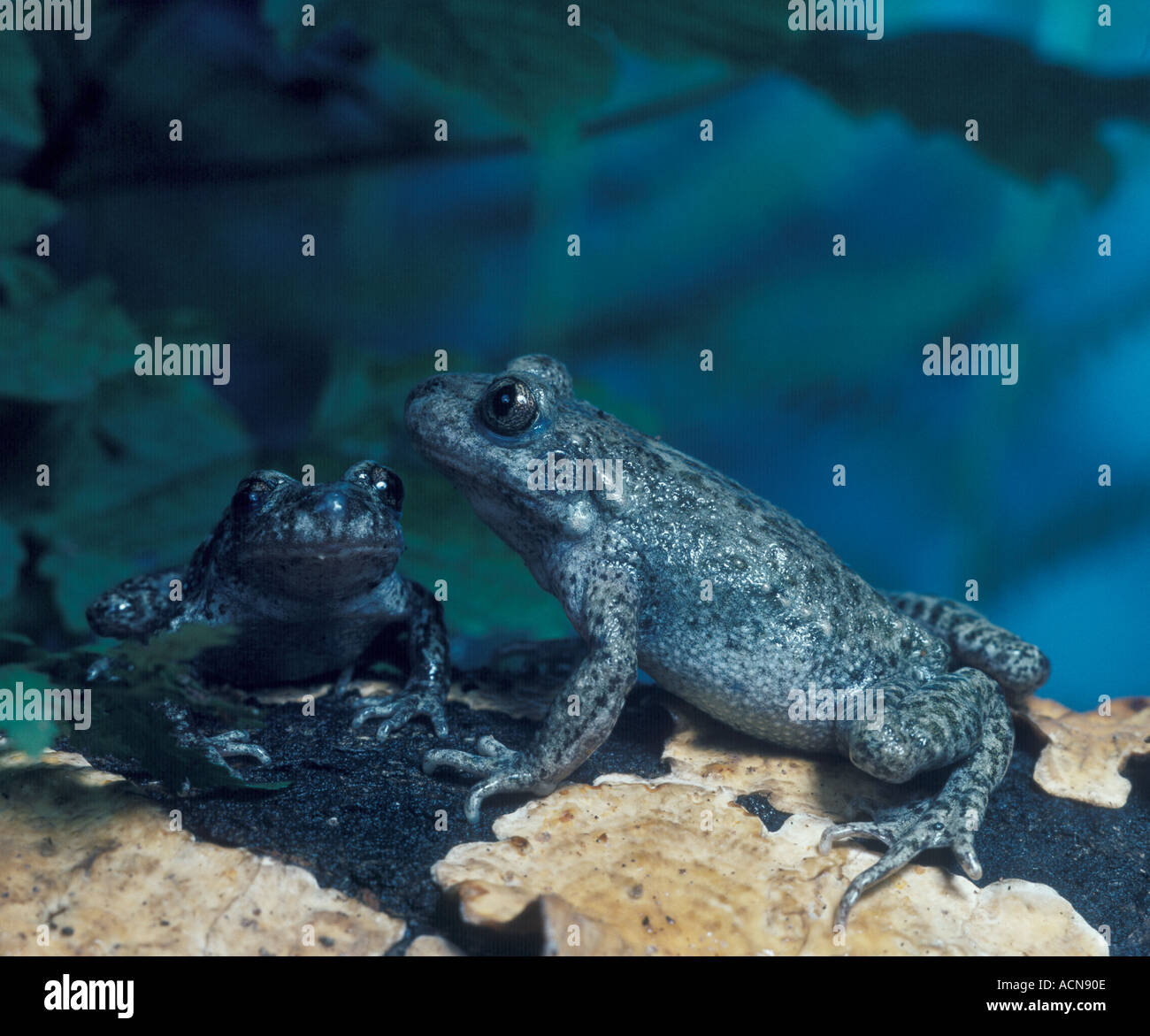 AMPHIBIAN TOAD Midwife Stock Photo - Alamy