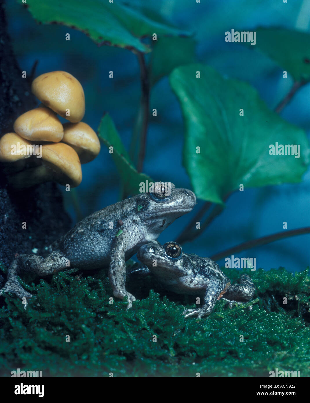 AMPHIBIAN TOAD Midwife Stock Photo - Alamy