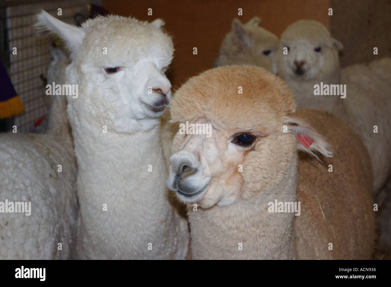 Pet alpacas from hobby farms at agricultural show dsc 2057 Stock Photo ...