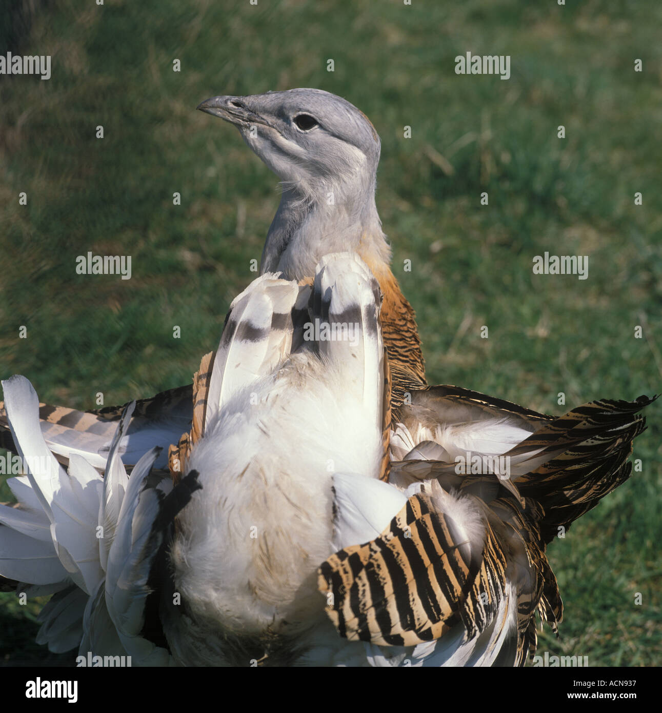 BIRD BUSTARD Great Stock Photo - Alamy
