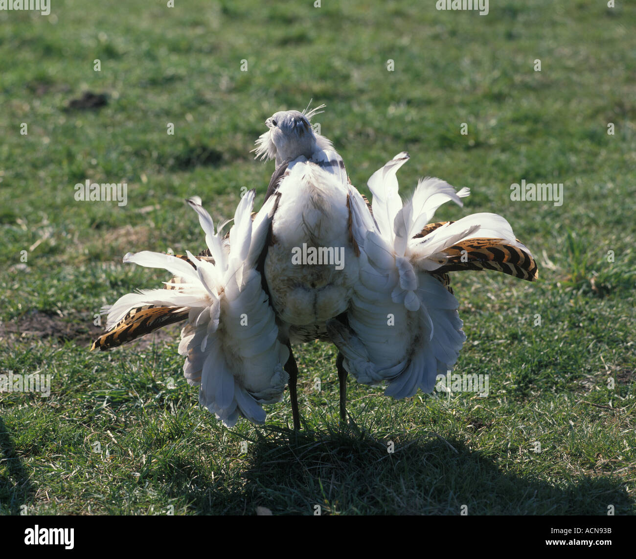 Great bustard the great hi-res stock photography and images - Alamy