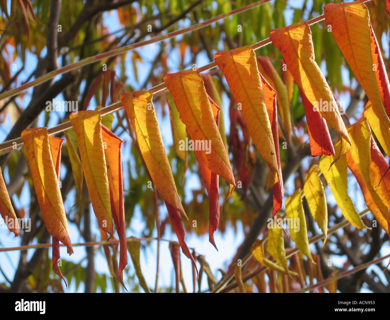 November foliage in england hi-res stock photography and images - Alamy