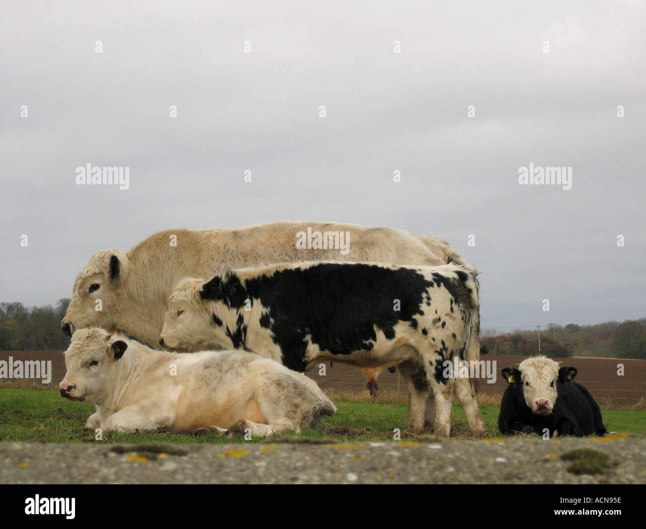 Cattle in a field in the Cotswolds, Gloucestershire, England, UK Stock ...
