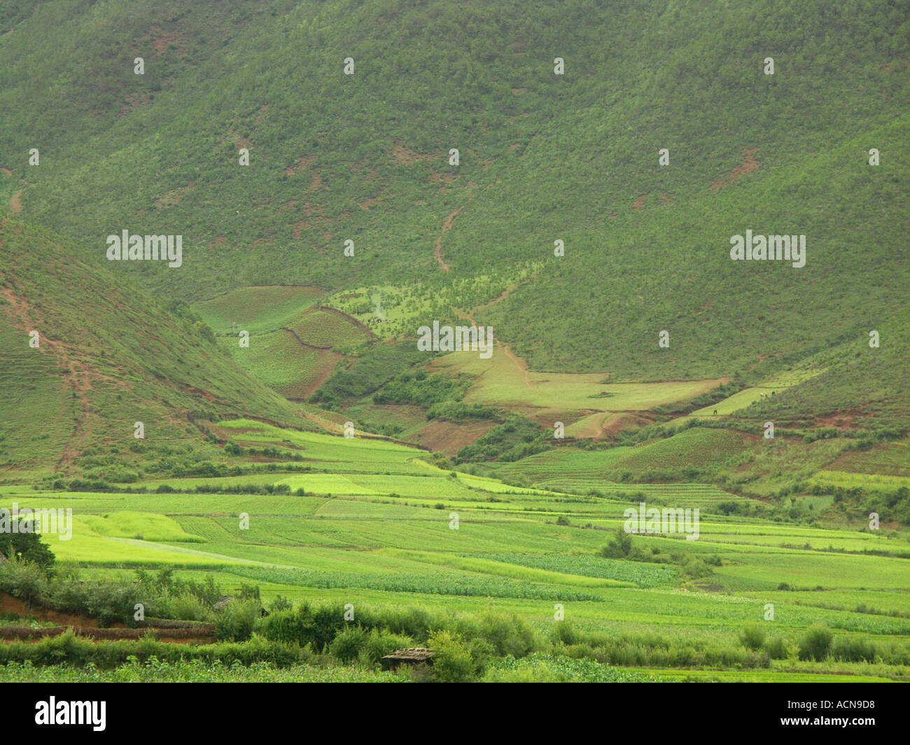 The mountainous fields of Yunnan China Stock Photo - Alamy