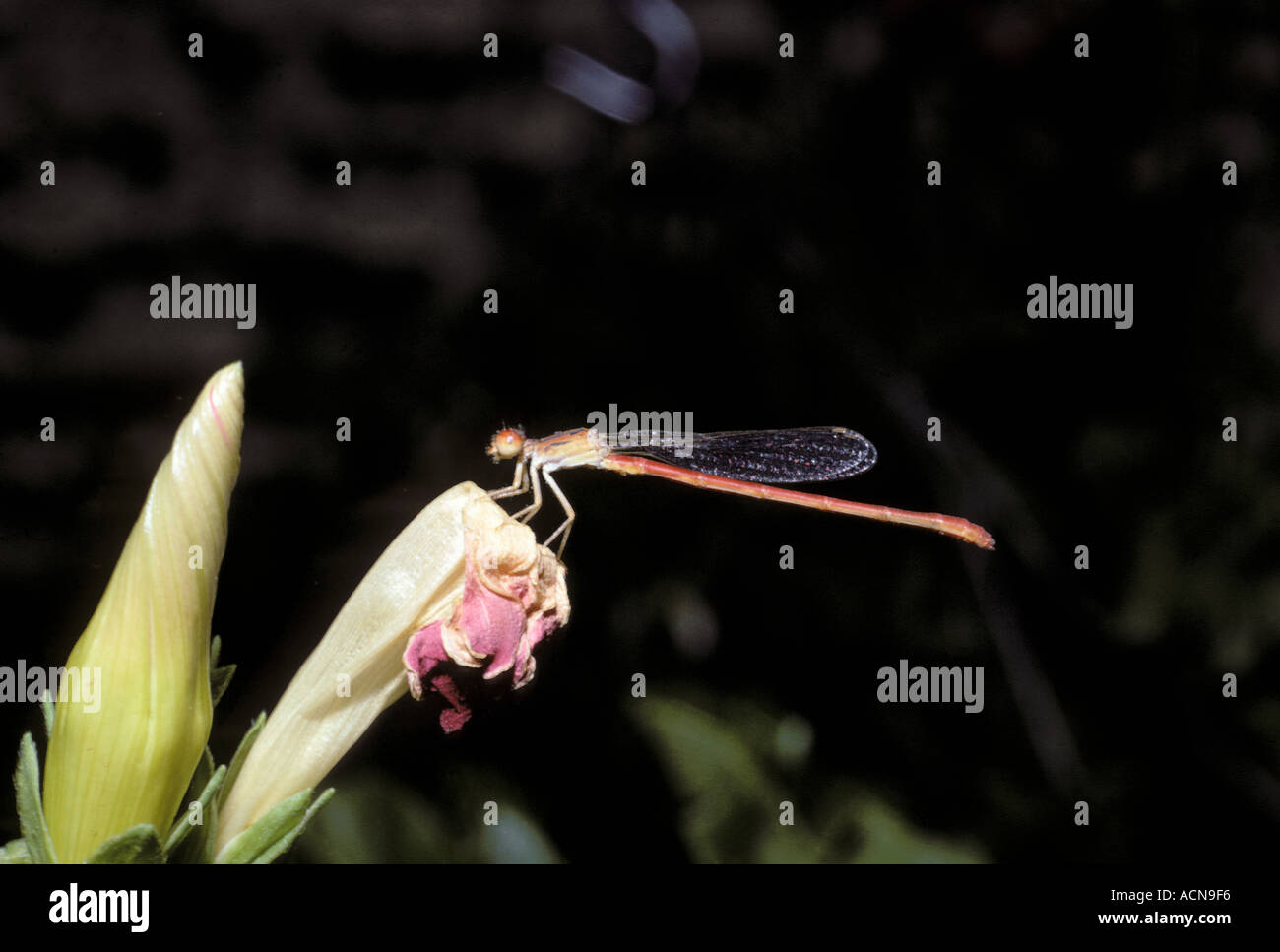 INVERTEBRATE FLY Damsel Stock Photo - Alamy