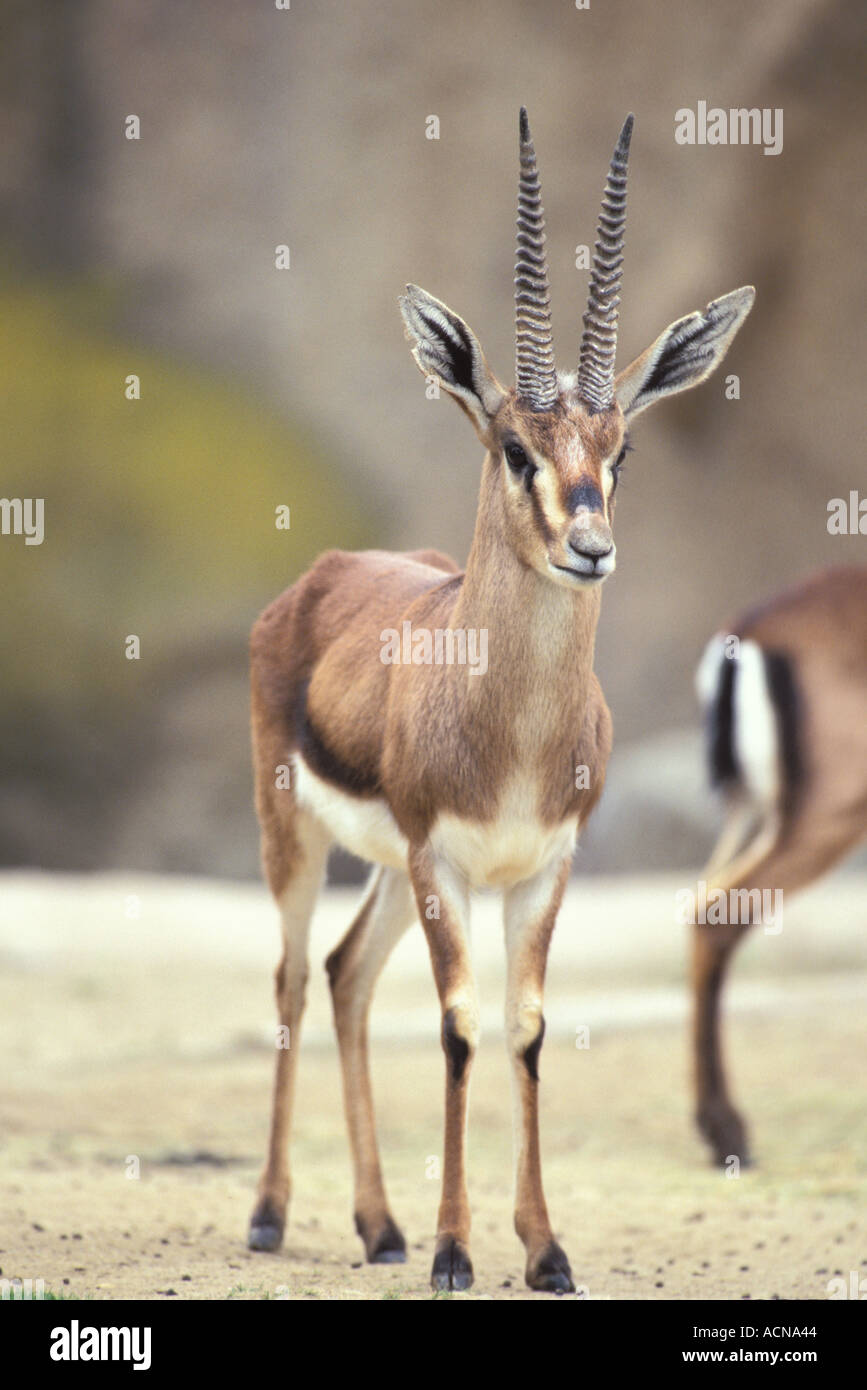 MAMMAL GAZELLE Cuvier s Stock Photo - Alamy