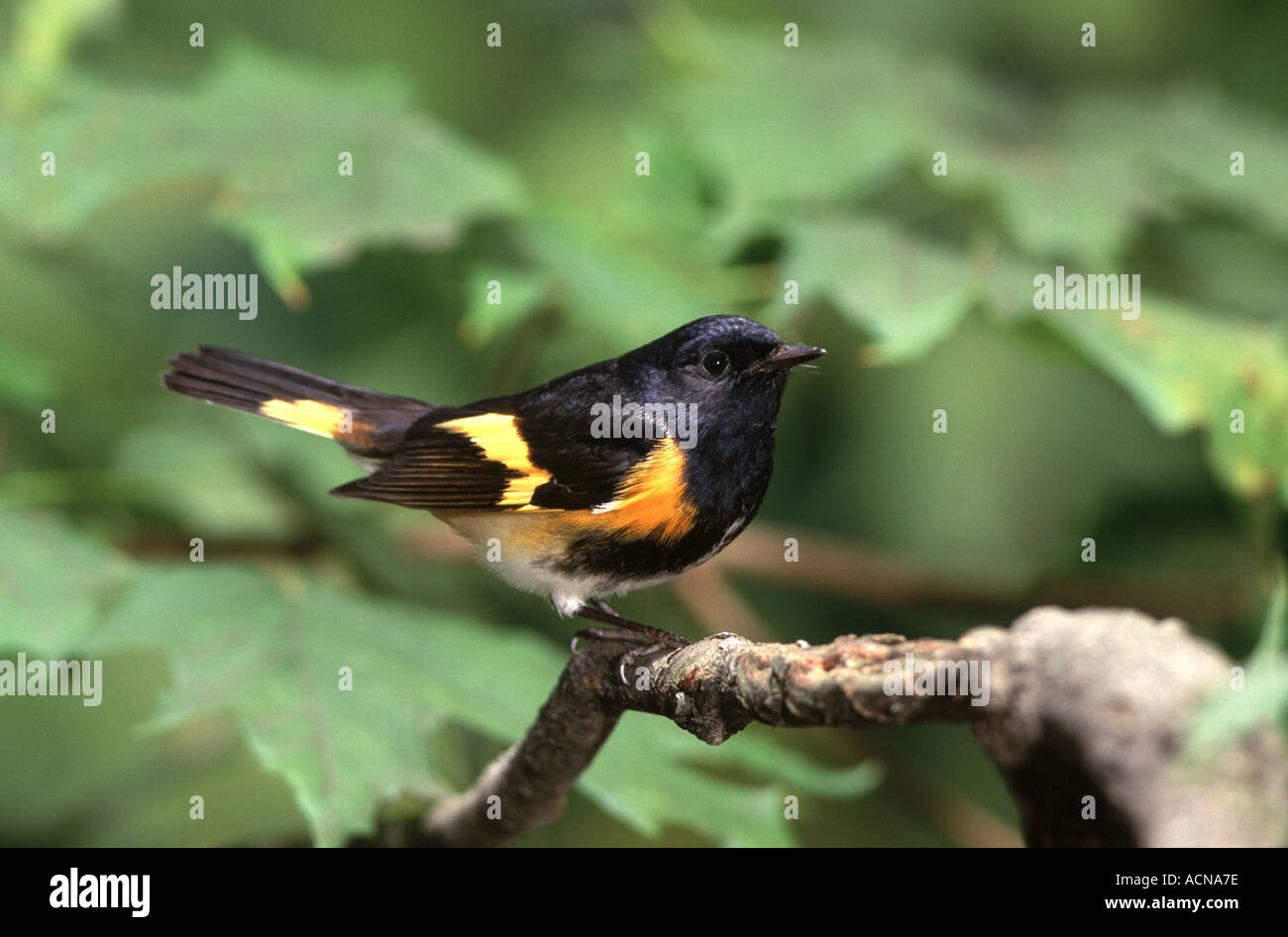 Redstart perching hi-res stock photography and images - Alamy