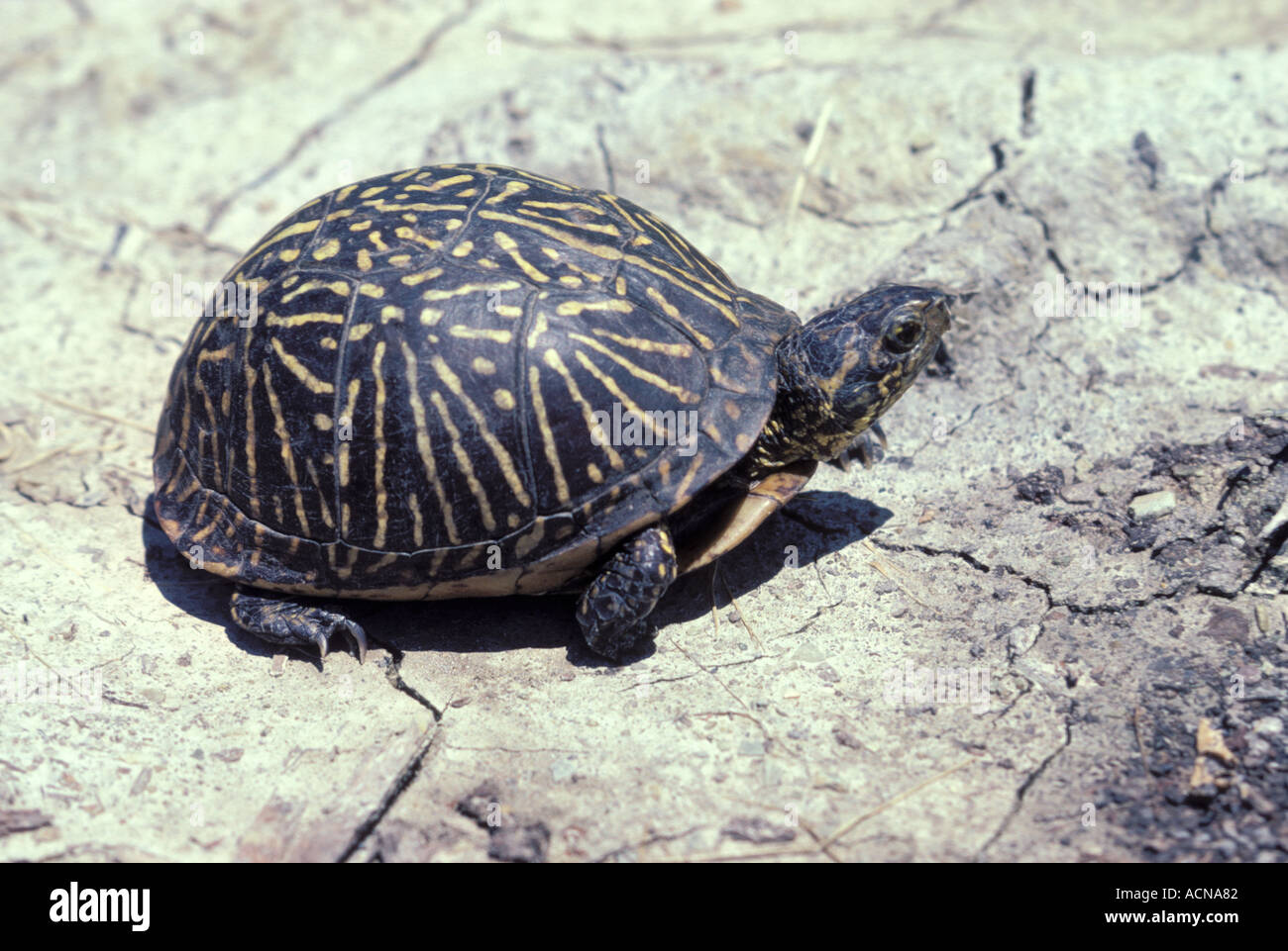 REPTILE TURTLE Florida Box Stock Photo - Alamy
