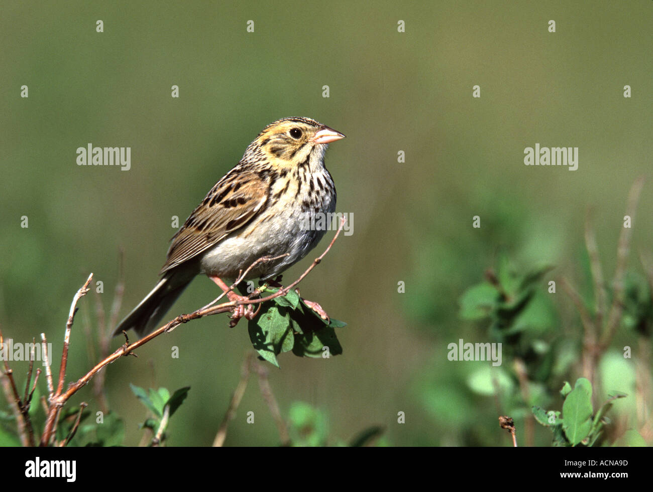 Grassland sparrows hi-res stock photography and images - Alamy