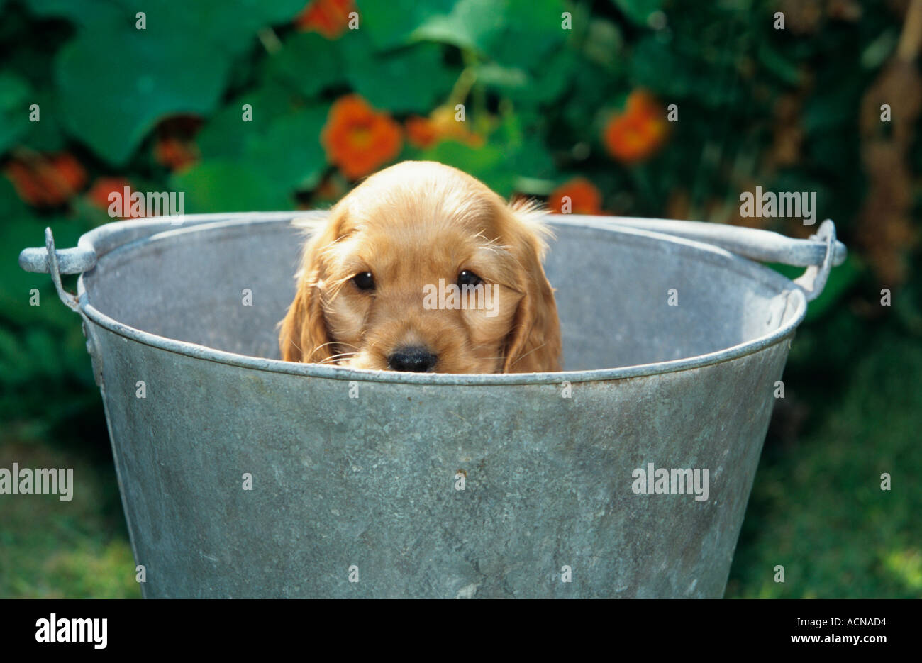 Golden Cocker Spaniel Puppy Stock Photo - Alamy