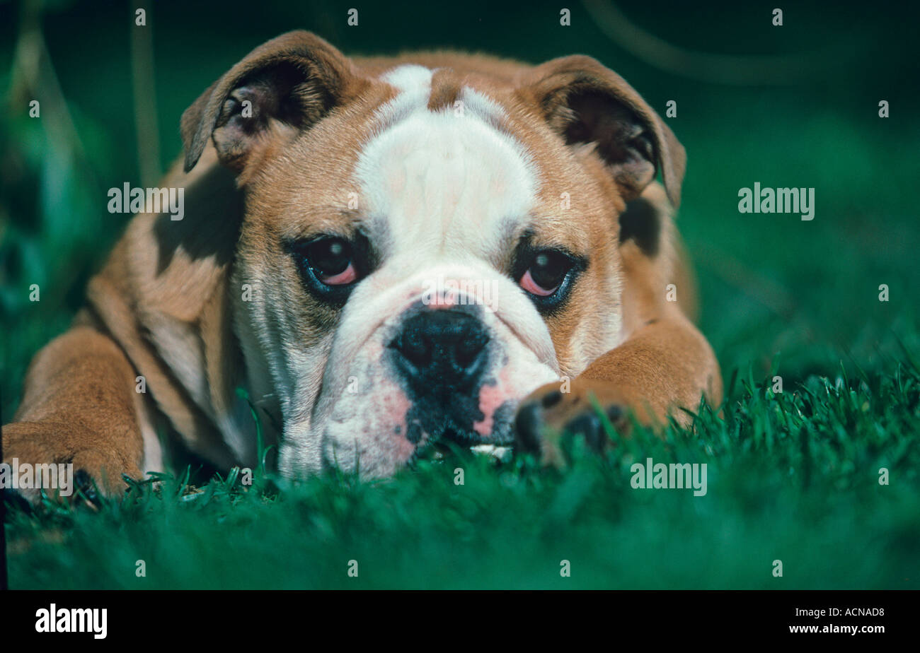 Barking bulldog hi-res stock photography and images - Alamy
