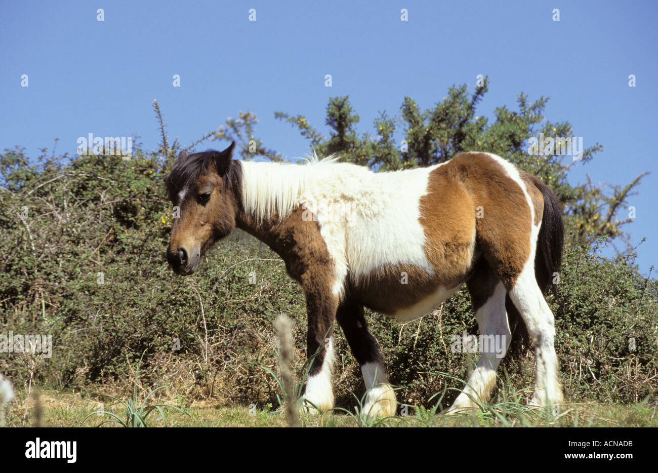 Mammal horse pottok hi-res stock photography and images - Alamy