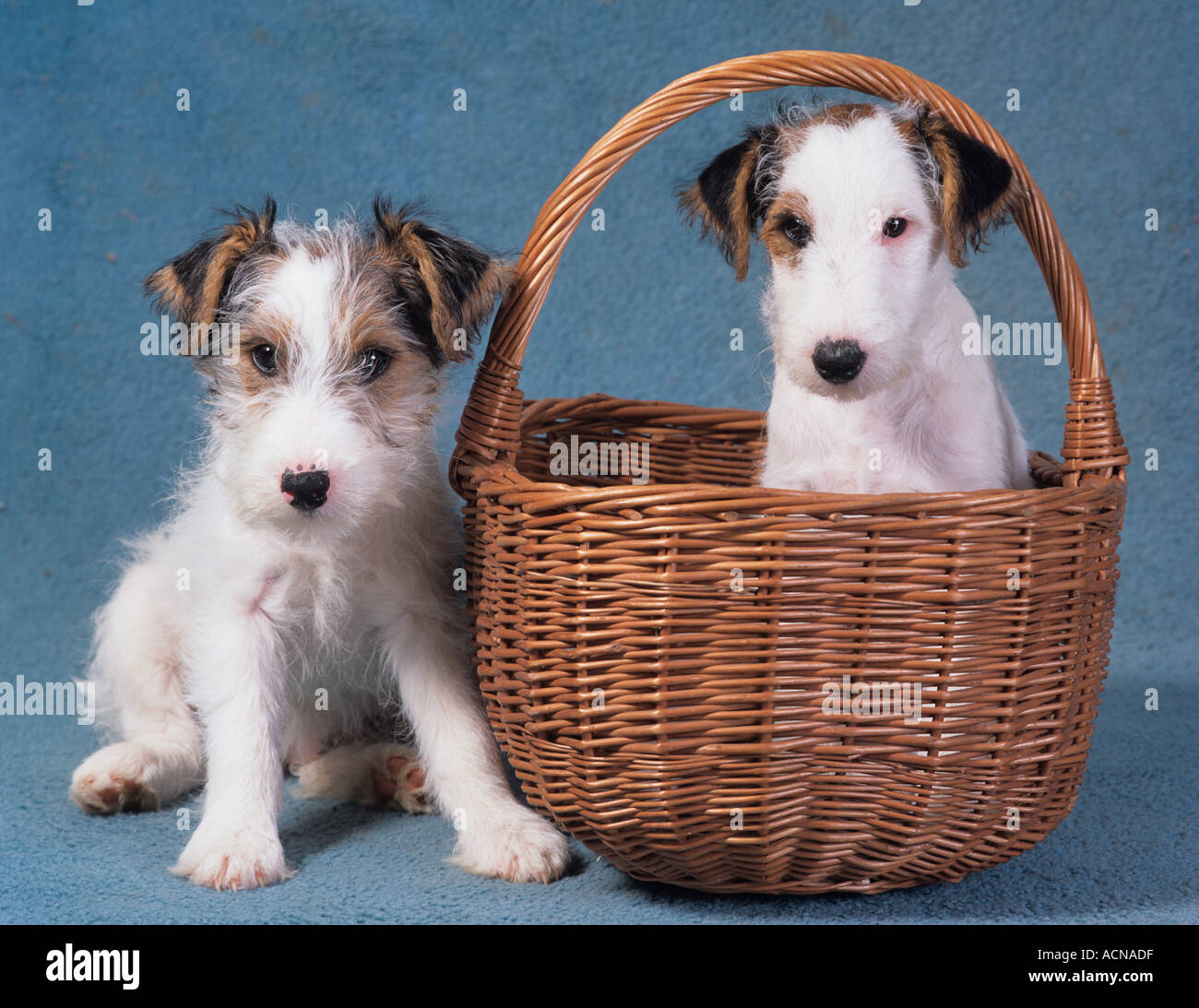 Fox Terrier Puppies Stock Photo - Alamy