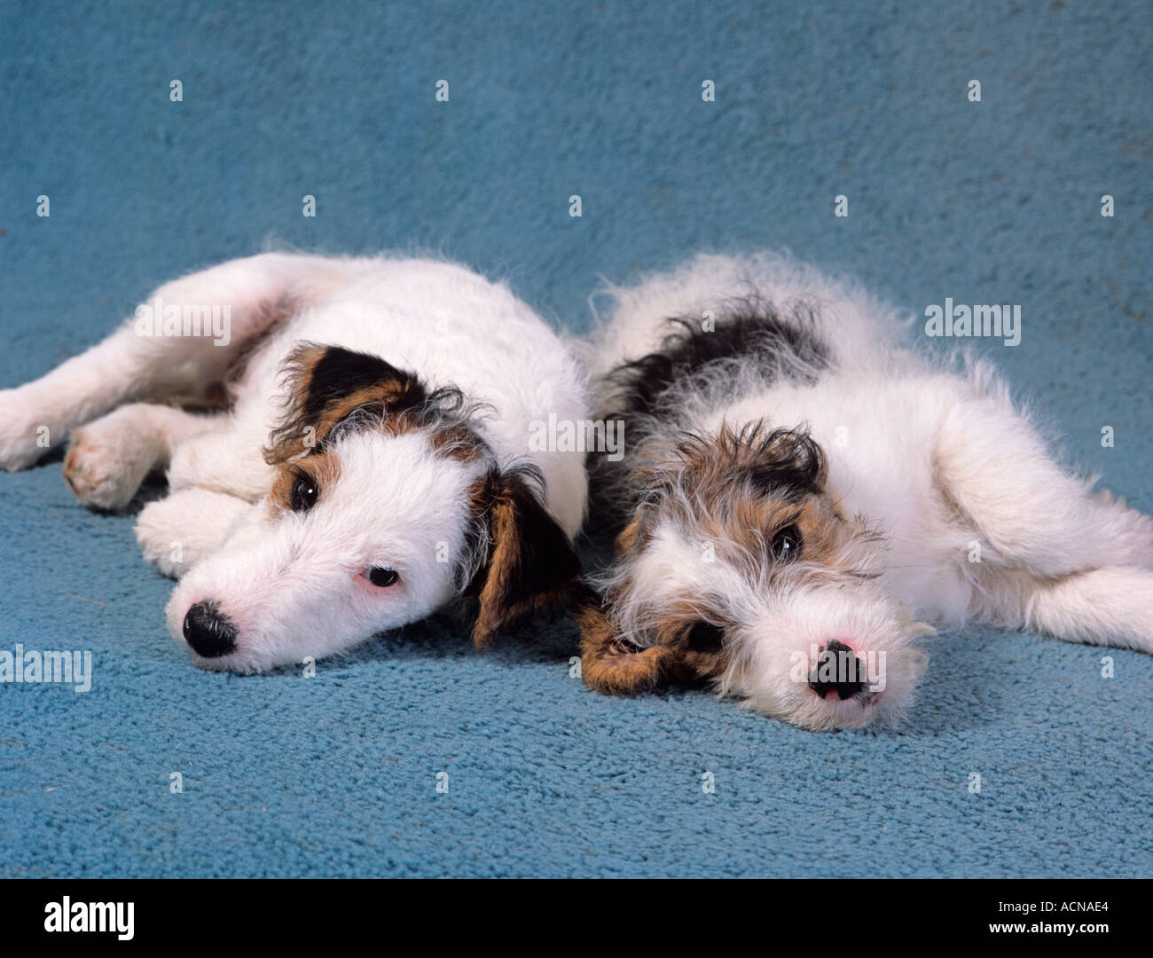Fox Terrier Puppies Stock Photo - Alamy