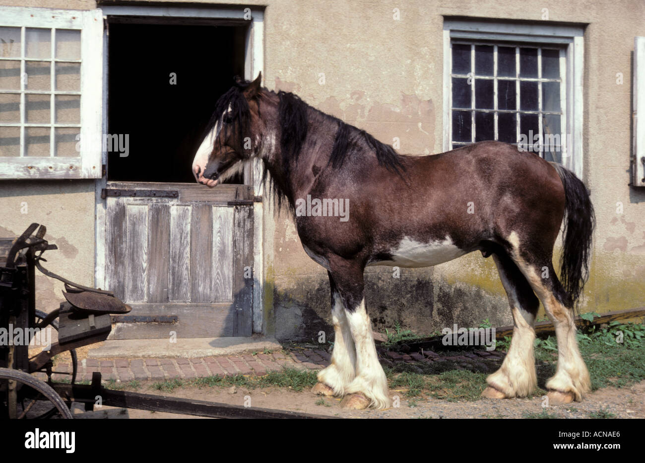 MAMMAL HORSE Percheron Stallion Stock Photo - Alamy
