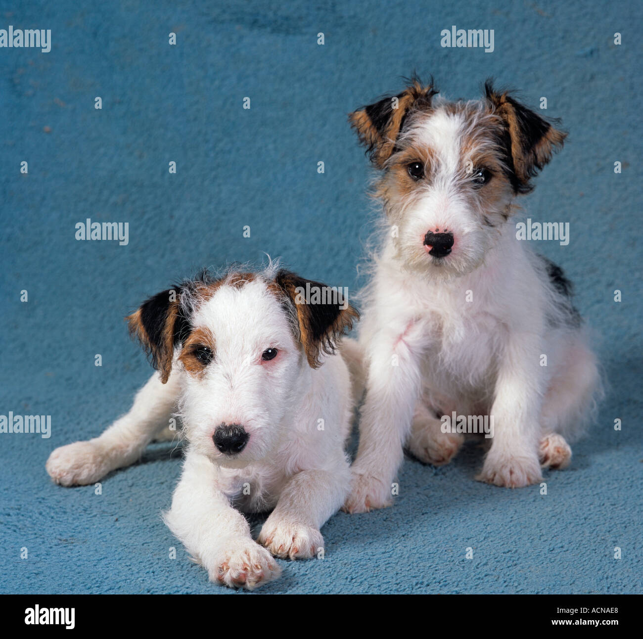 Fox Terrier Puppies Stock Photo - Alamy