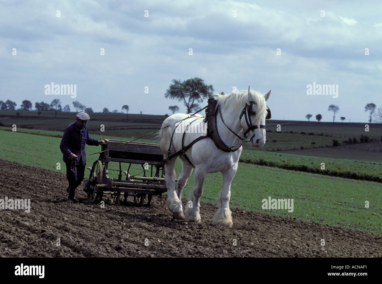 MAMMAL HORSE Working Stock Photo - Alamy