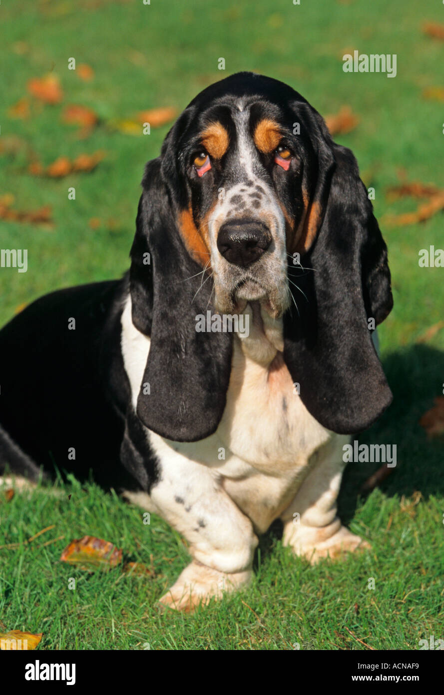 Basset hounds family hi-res stock photography and images - Alamy