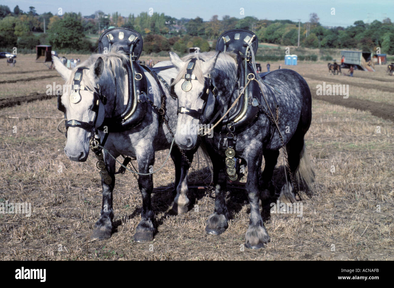 MAMMAL HORSE Percheron Stock Photo - Alamy