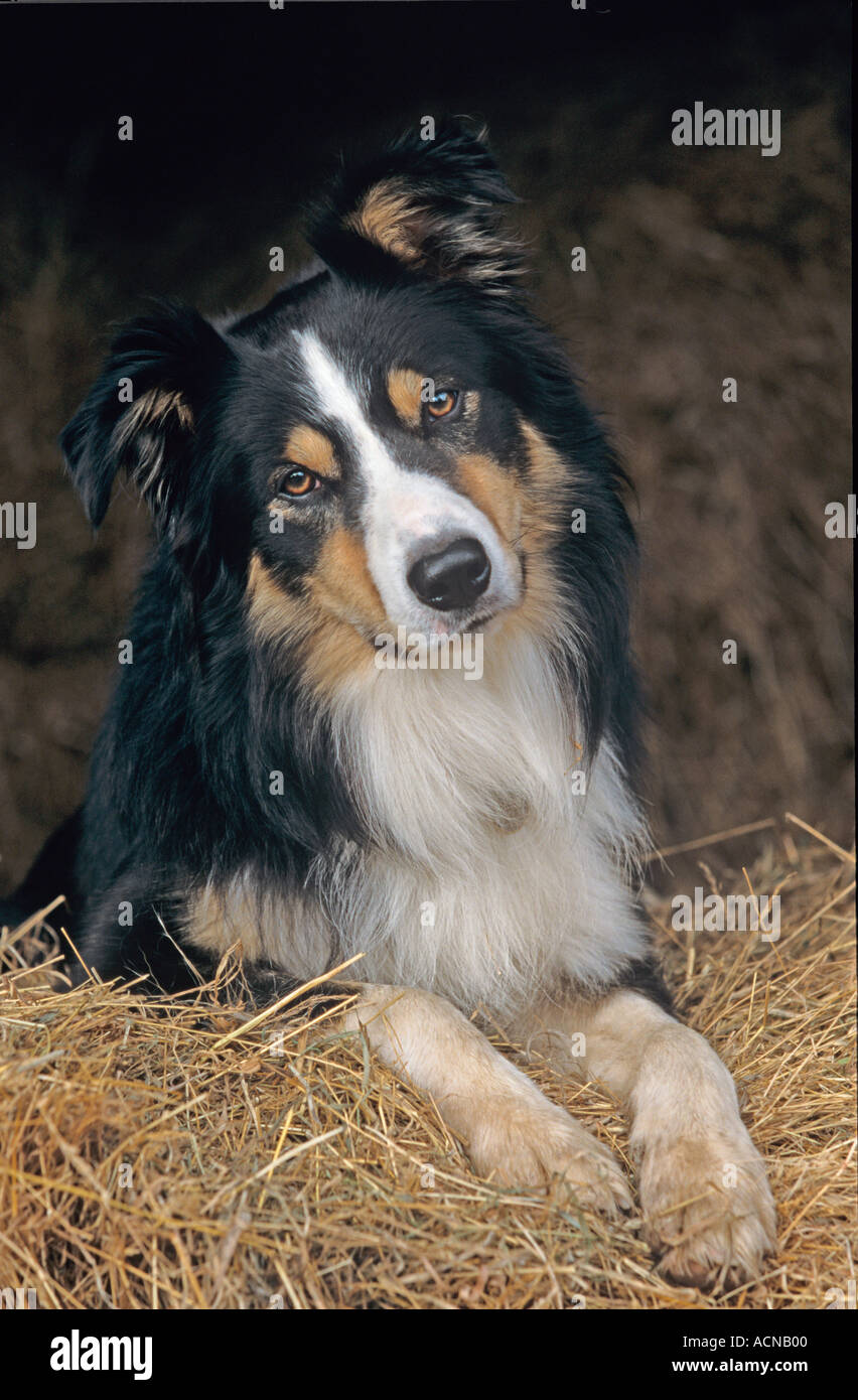 Border Collie portrait Stock Photo - Alamy