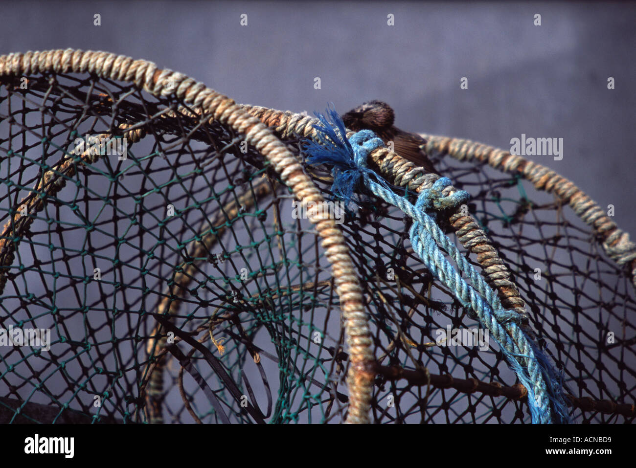 Lobster harvesting hi-res stock photography and images - Alamy