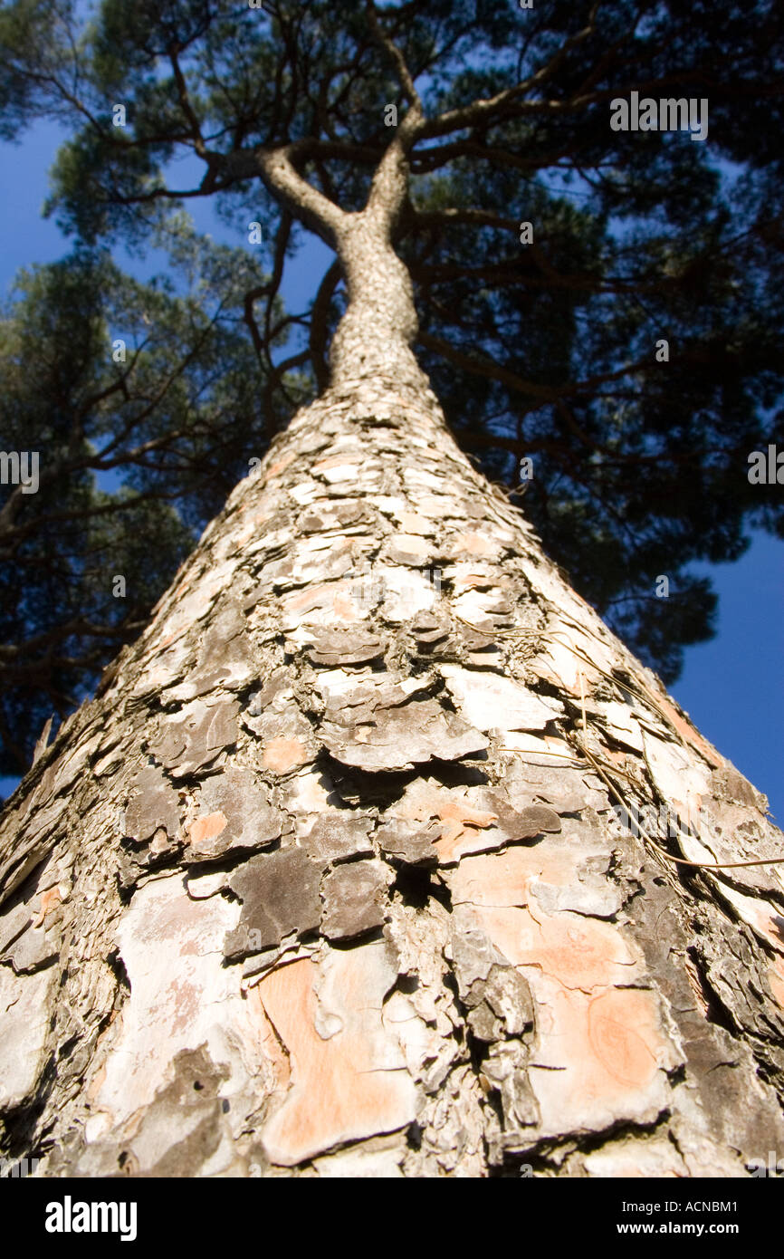 The trunk of a pine tree from a very low angle Stock Photo - Alamy