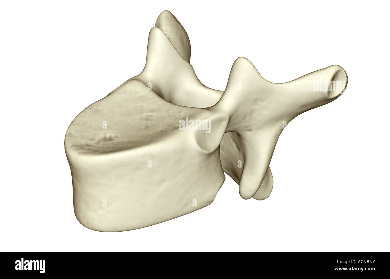 Vertebra vertebrae Cut Out Stock Images & Pictures - Alamy