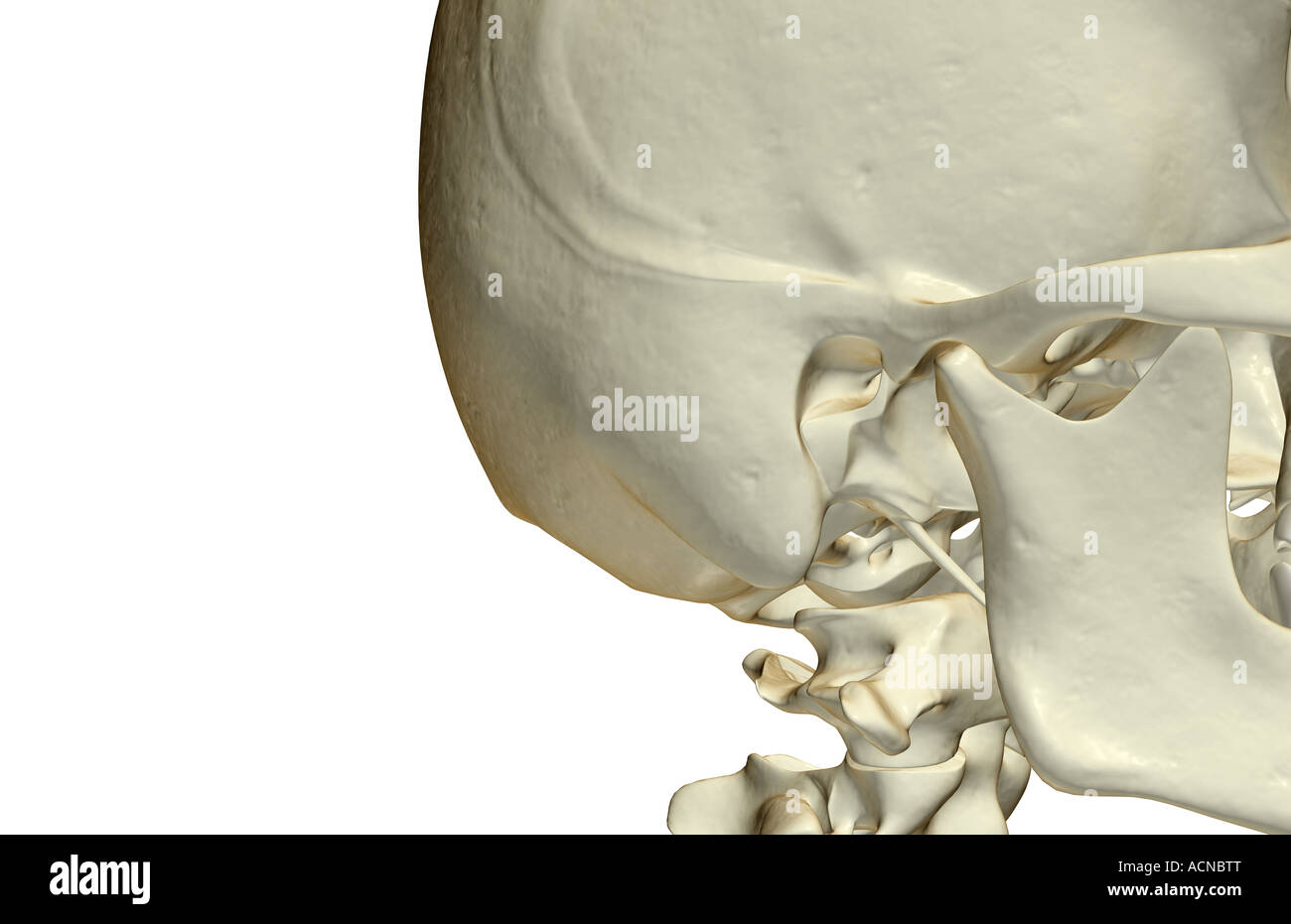 The bones of the neck and head Stock Photo - Alamy