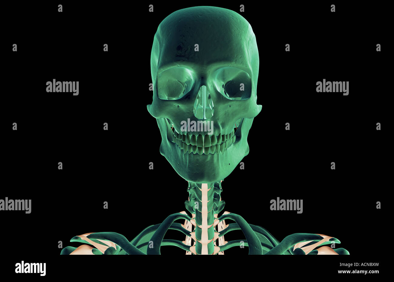 The ligaments of the head and neck Stock Photo - Alamy
