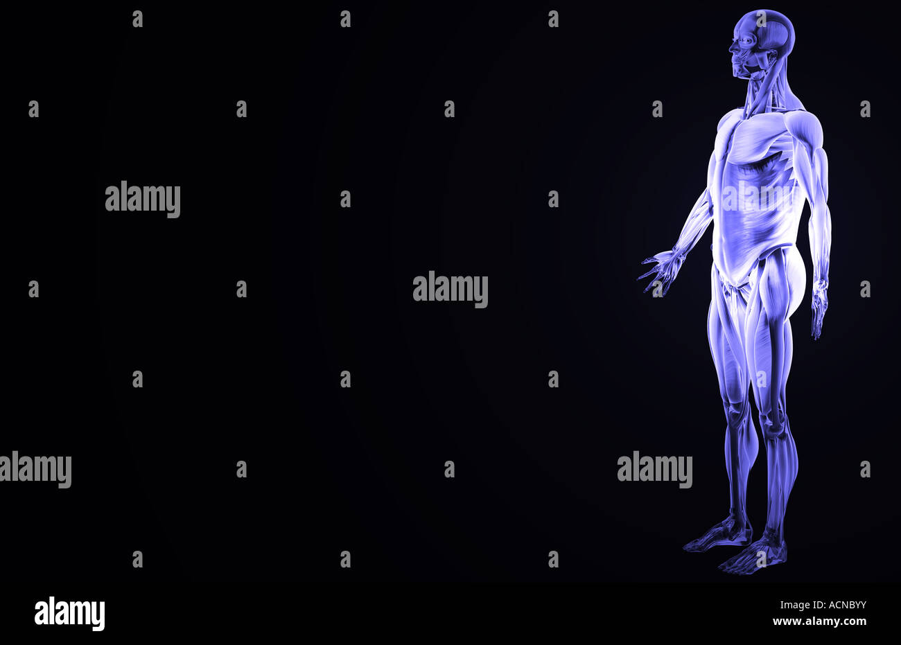 Full body muscles anatomy anterior view hi-res stock photography and ...