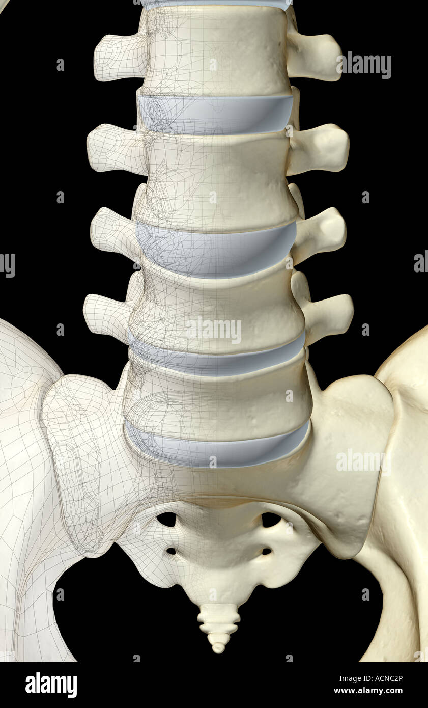 The bones of lumbar vertebrae Stock Photo - Alamy