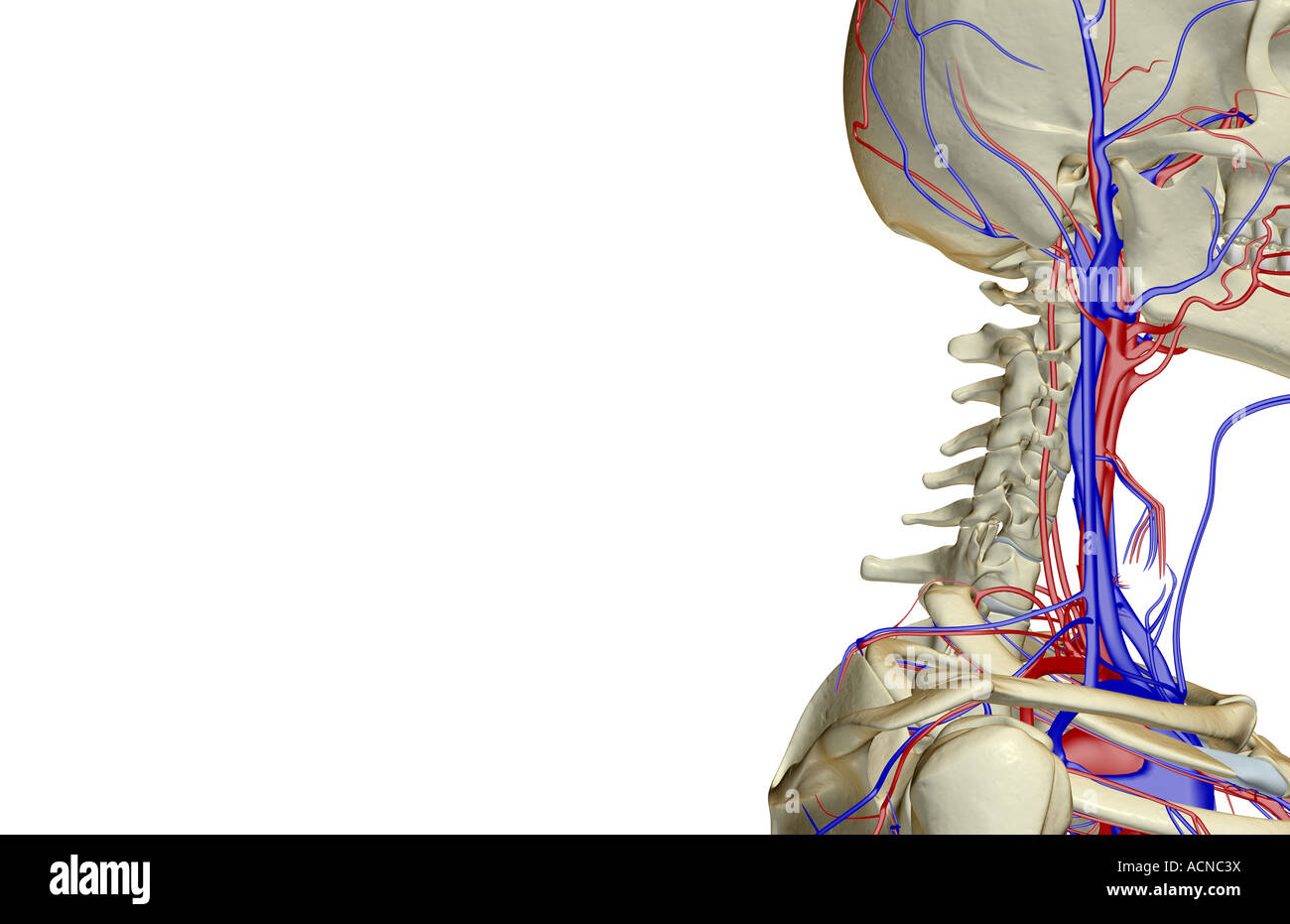 The blood supply of the head and neck Stock Photo - Alamy