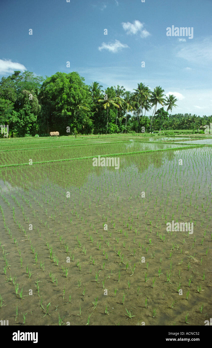 Indonesia Bali agriculture rice growing in Paddy Field Stock Photo - Alamy