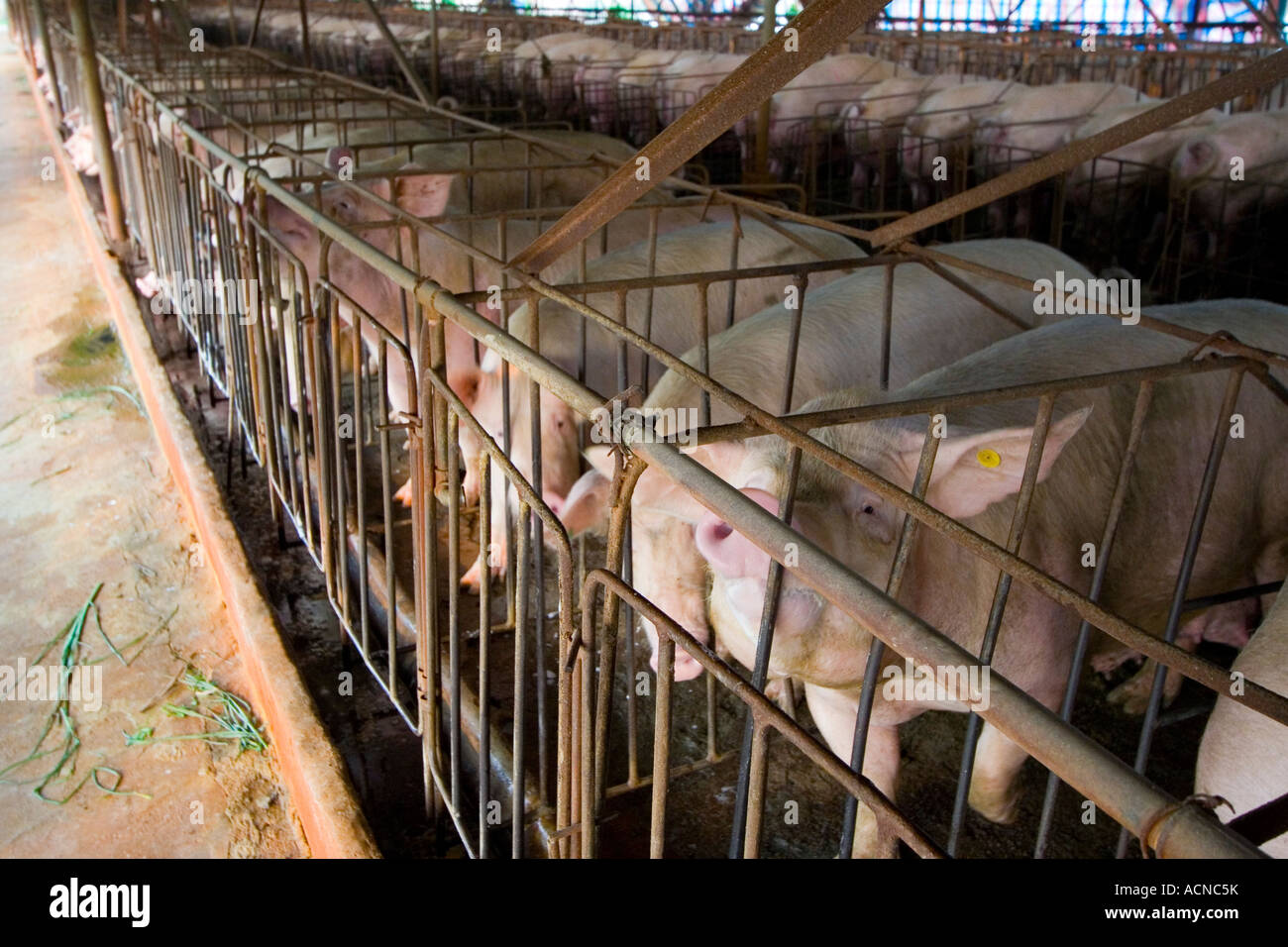 Pig farm china hi-res stock photography and images - Alamy