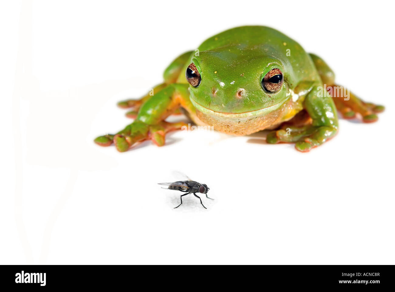 litoria caerula a green tree frog on white about to jump on a fly Stock ...