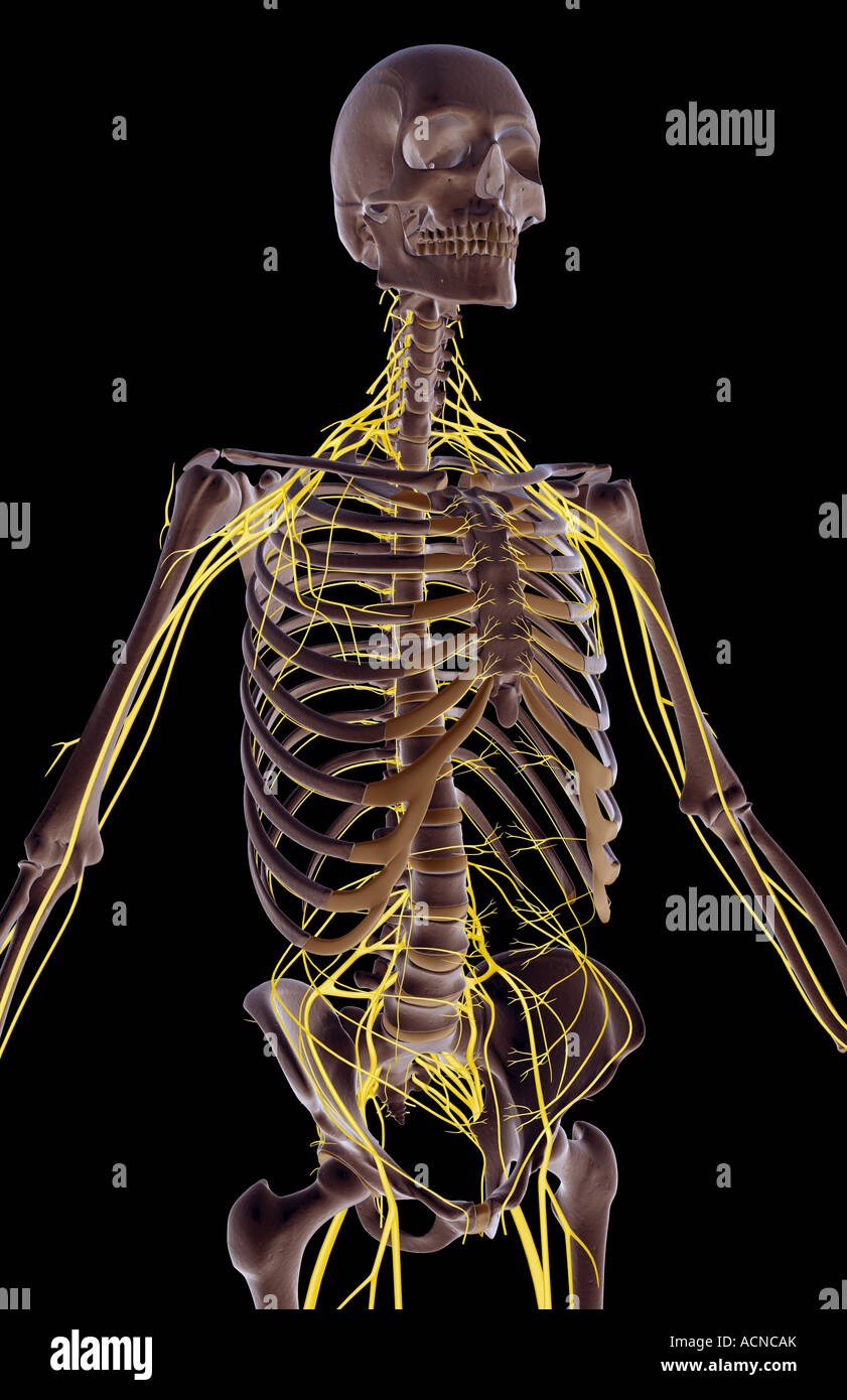 The nerves of the upper body Stock Photo - Alamy