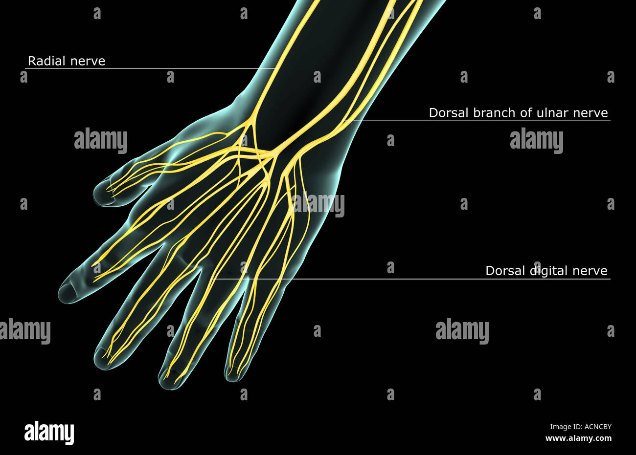 The nerves of the hand Stock Photo - Alamy