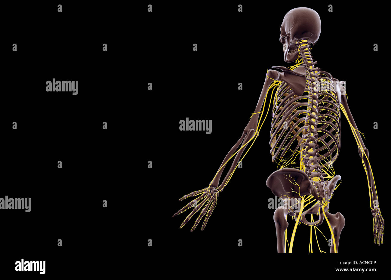 The nerves of the upper body Stock Photo - Alamy